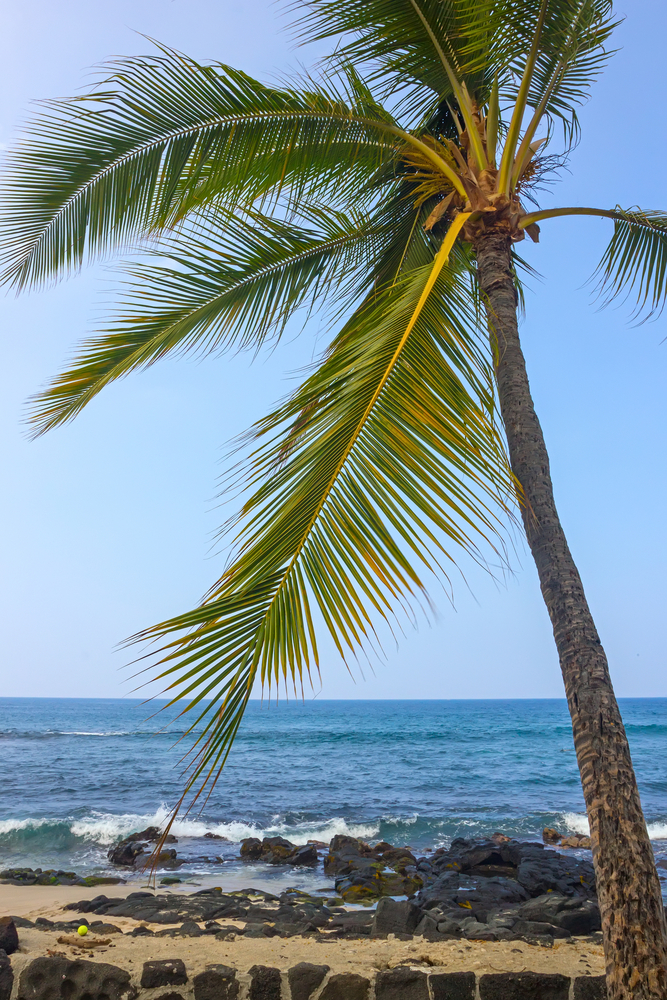 Surfing Magic Sands Beach Kailua Kona Hawaii USA