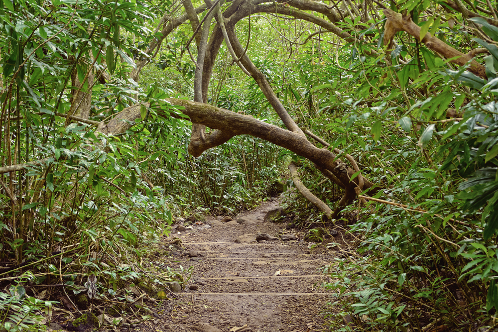 Extreme Hiking Manuka Natural Trail Manuka Forest Reserve Hawaii USA