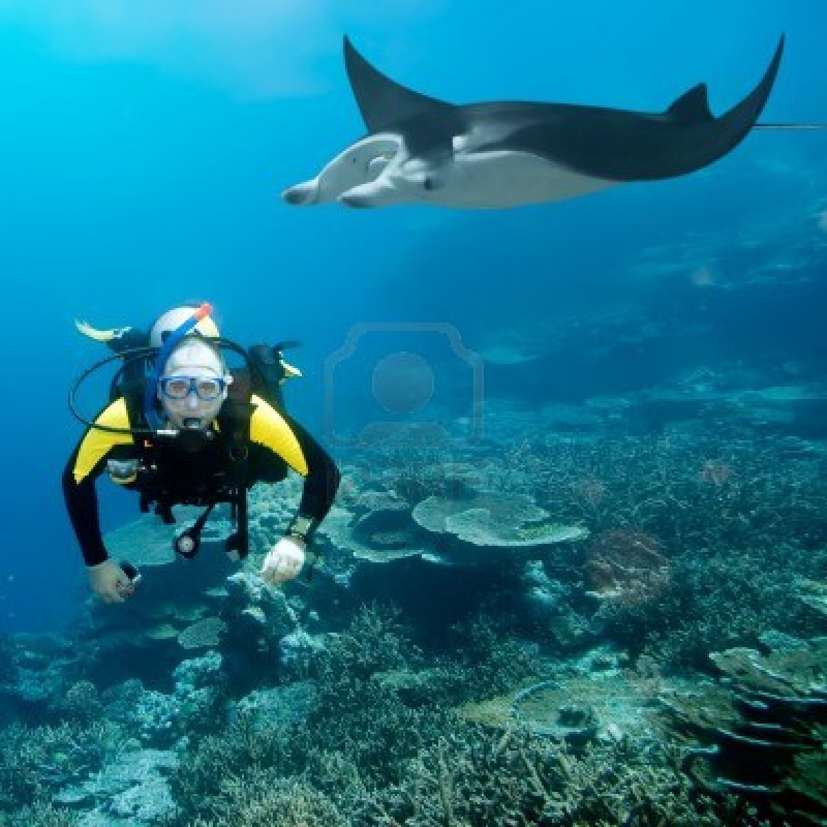 Scuba Diving Manta Reef Tofo Beach Inhambane Mozambique