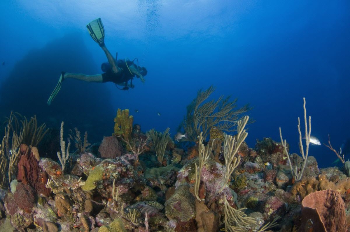 Scuba Diving Tent Reef Wall Saba Netherlands Antilles