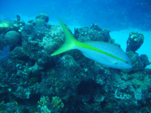 Scuba Diving Devil's Reef Ocho Rios Jamaica
